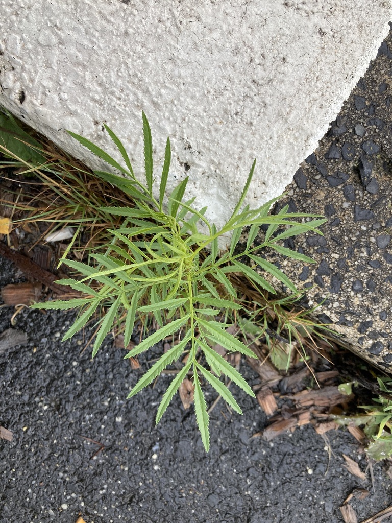 wild marigold from South Bowenfels NSW 2790, Australia on March 29 ...