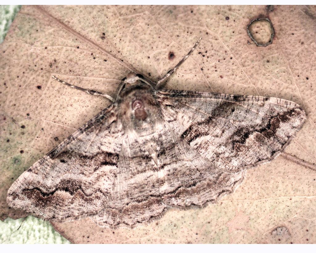 Buff Bark Moth from Gordon VIC 3345, Australia on March 27, 2023 at 08: ...