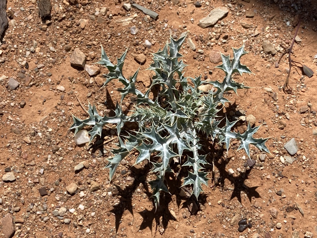 Mexican Poppy from Fowlers Gap NSW 2880, Australia on March 23, 2023 at ...