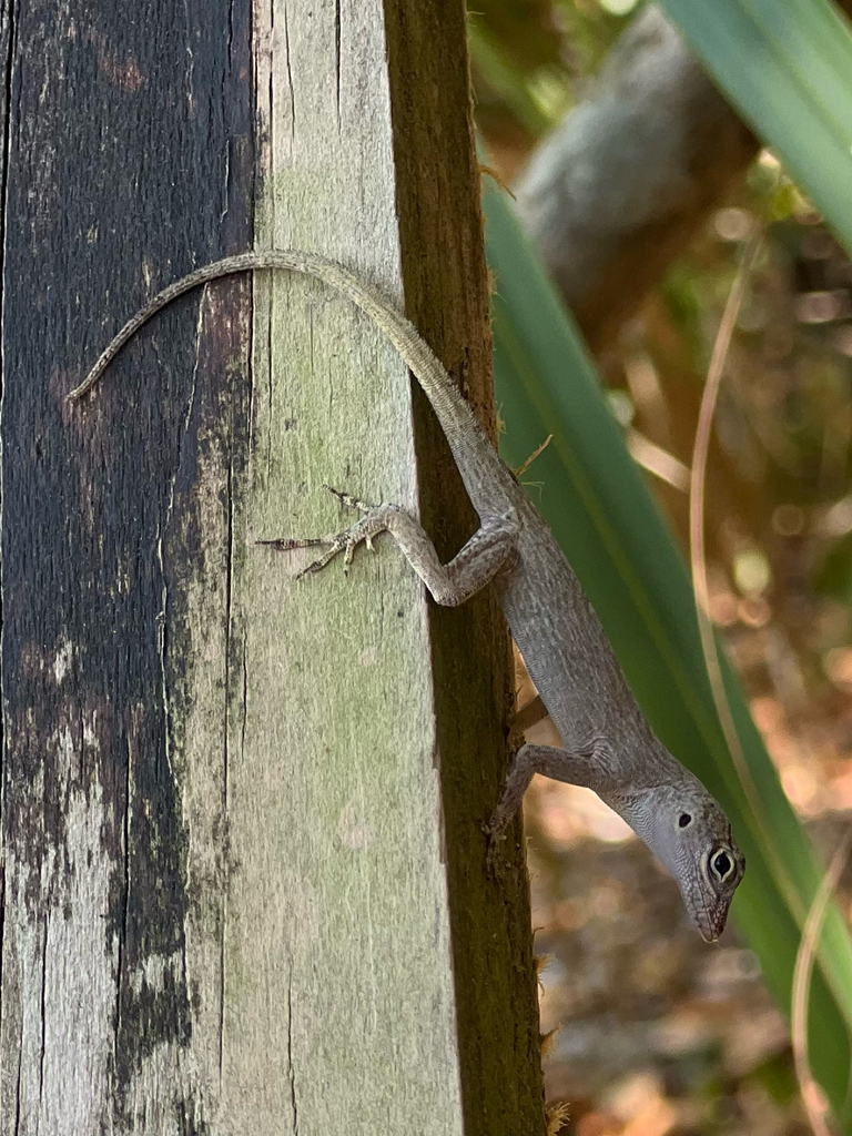 Bark Anole from Jupiter Island on March 28, 2023 at 03:53 PM by ...