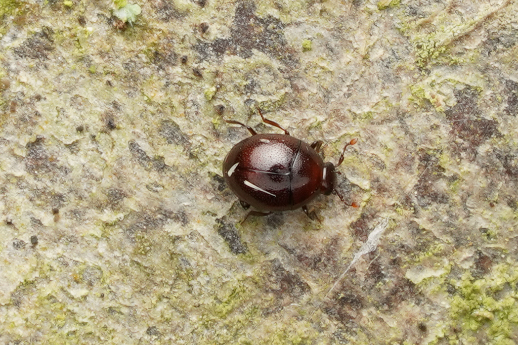 Abraeus from Braunschweig, Niedersachsen, Germany on March 29, 2023 at ...
