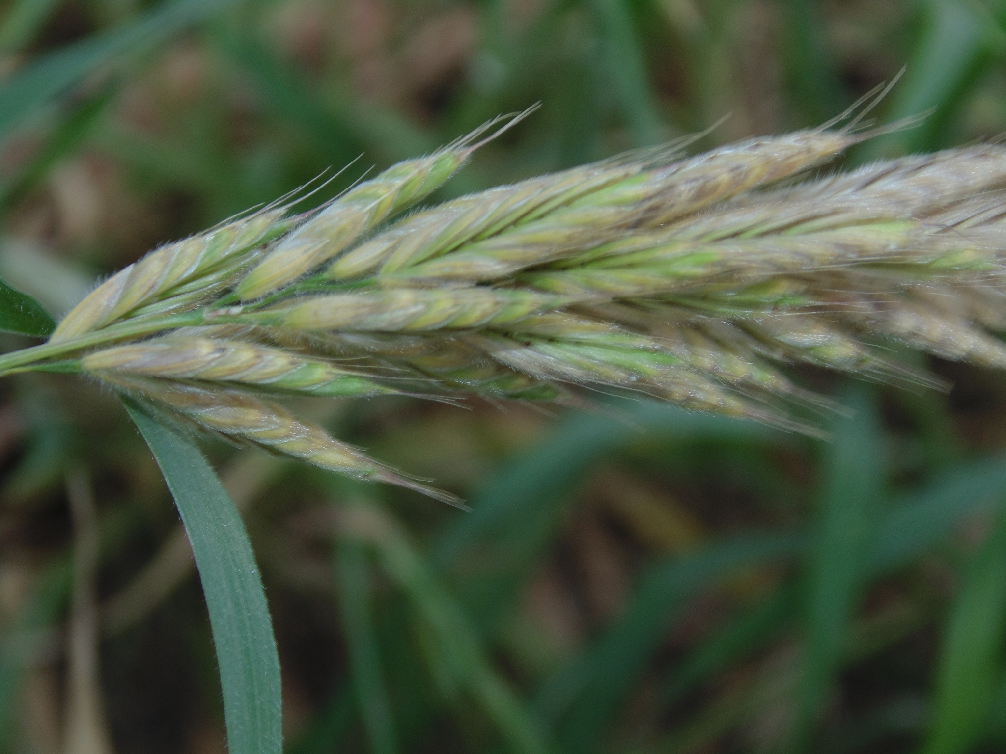 Bromus hordeaceus L.