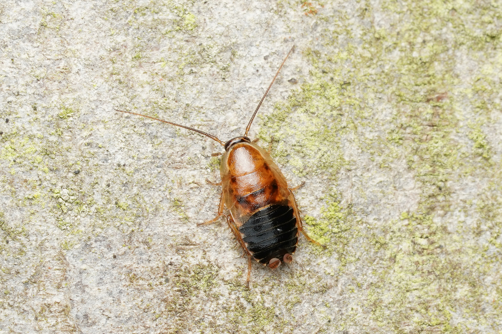 Forest Cockroach from Braunschweig, Niedersachsen, Germany on March 29 ...