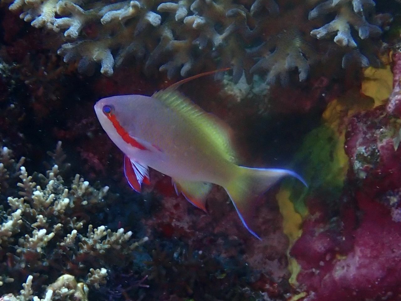 Pseudanthias huchtii (Bleeker, 1857)