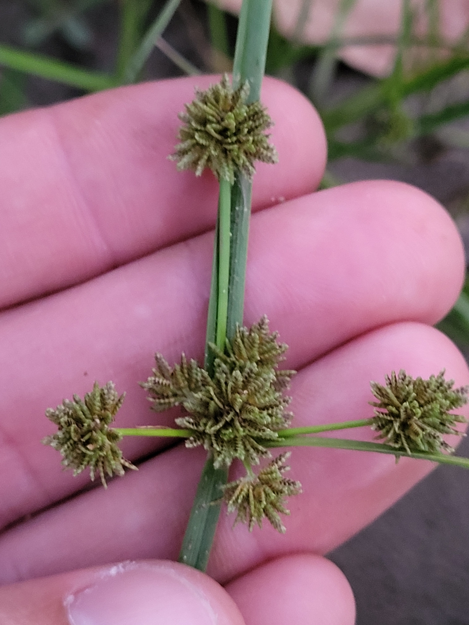 Cyperus difformis L.