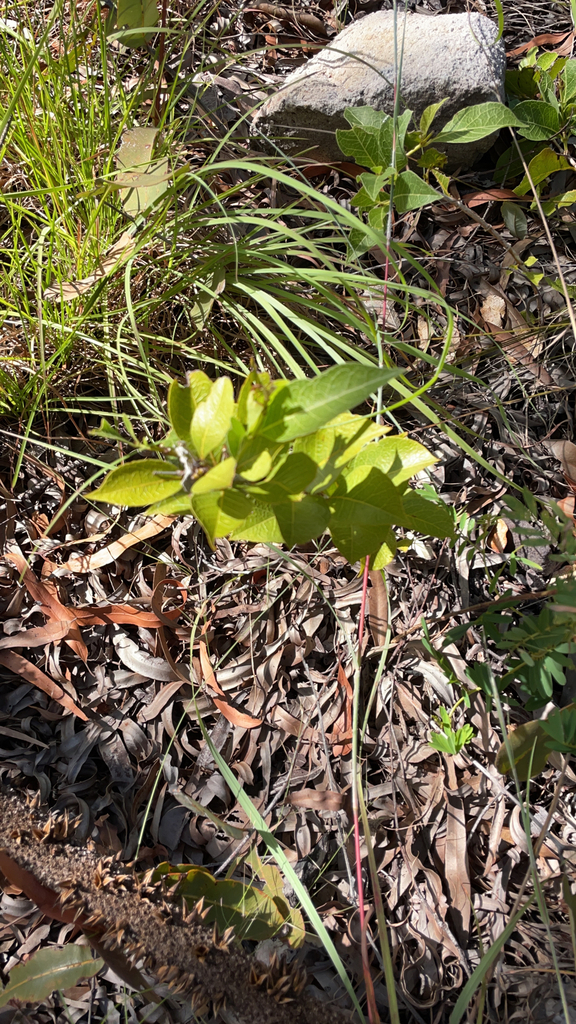 Medicine Bush from Hope Vale on March 30, 2023 at 08:57 AM by cjesse ...