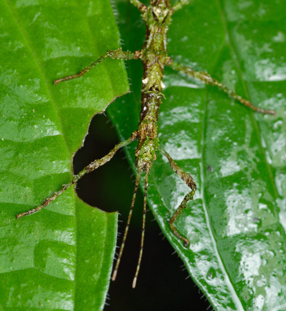 Stick Insects from Heredia Province, Sarapiqui, Costa Rica on March 22 ...