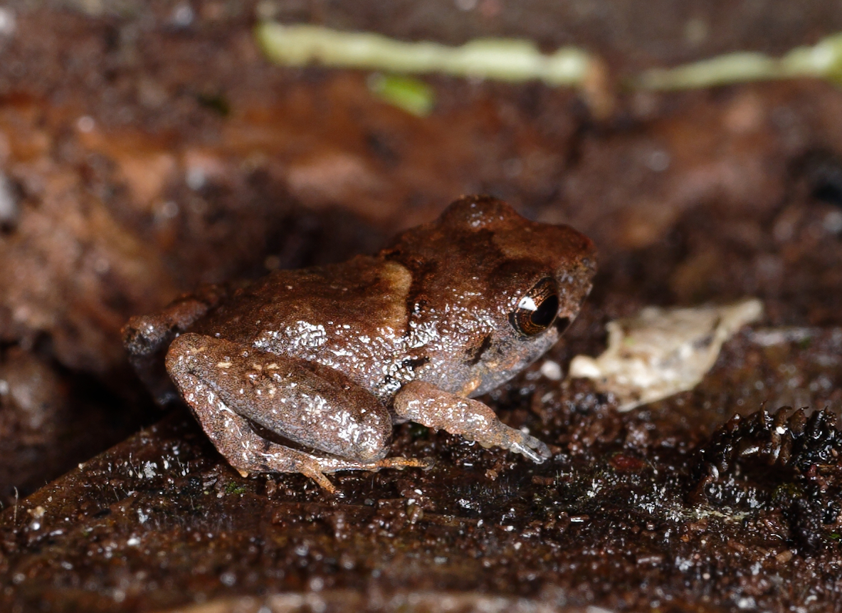 Craugastor bransfordii (Cope, 1886)