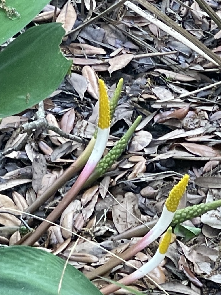 Golden Club from Richmond Hill, GA, US on March 26, 2023 at 11:26 AM by ...