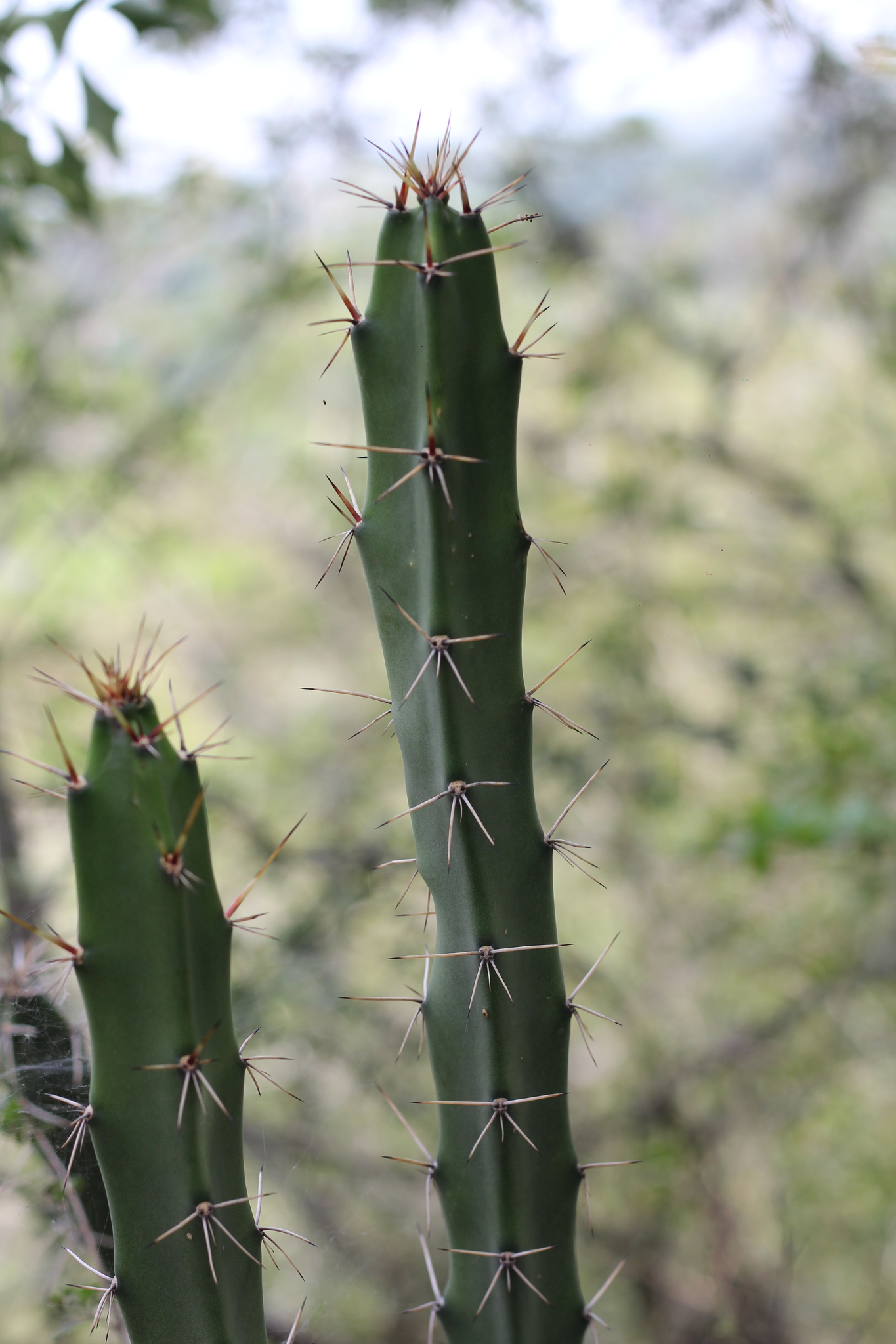 Harrisia bonplandii (Parm.) Britton & Rose