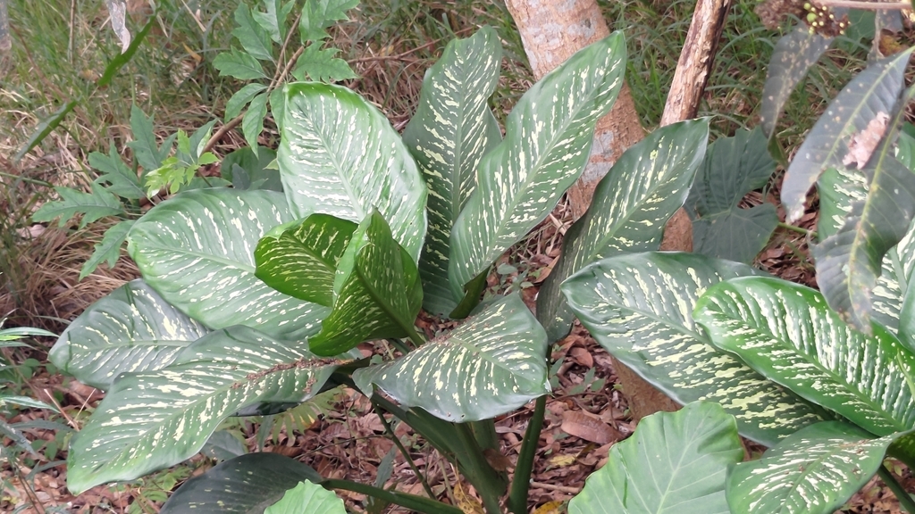 tuftroot from 541台灣南投縣中寮鄉下城 on March 30, 2023 at 08:05 AM by 歐陽秀華 ...