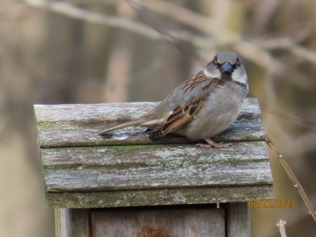 House Sparrow From Campbelltown PA 17078 USA On March 22 2023 At 10 