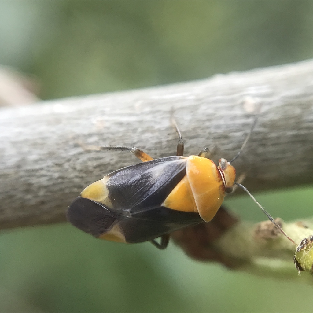 Neocapsus cuneatus from Bell, Texas, United States on March 29, 2023 at ...
