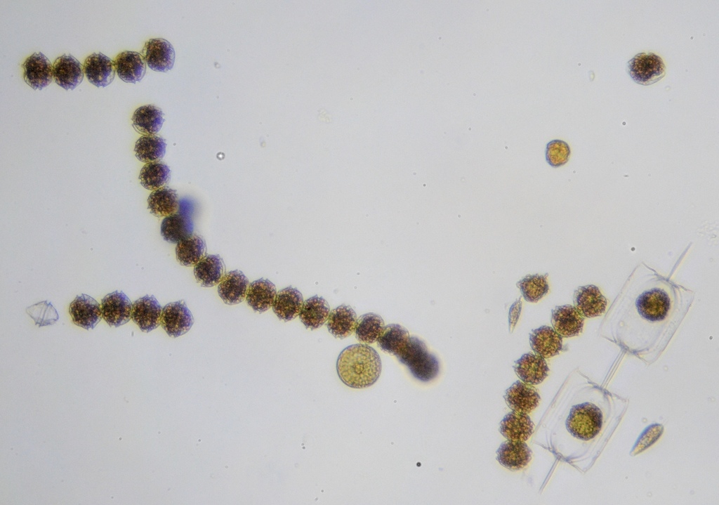 Alexandrium catenella from Eastsound, WA on October 8, 2018 by Sarka ...