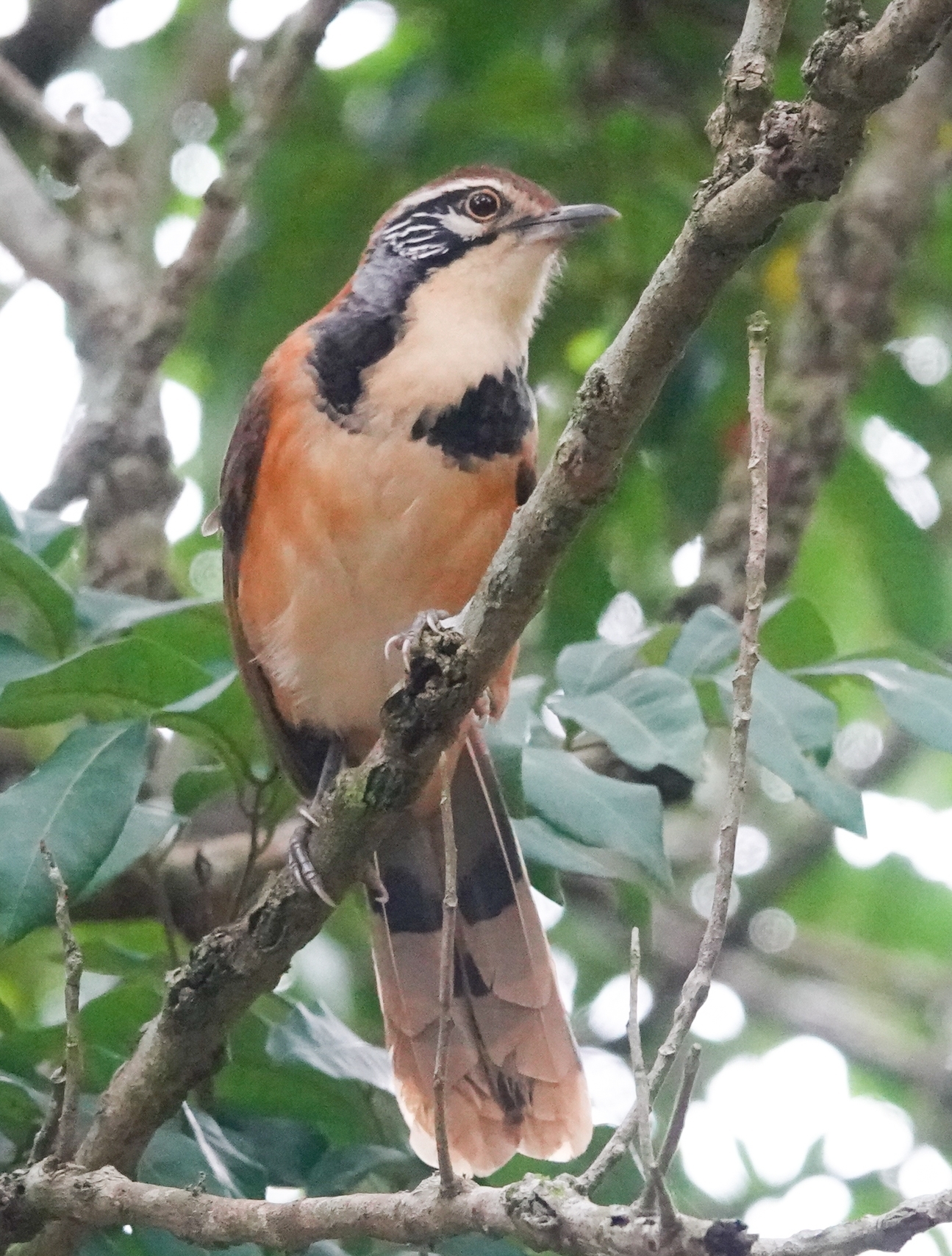Garrulax pectoralis (Gould, 1836)