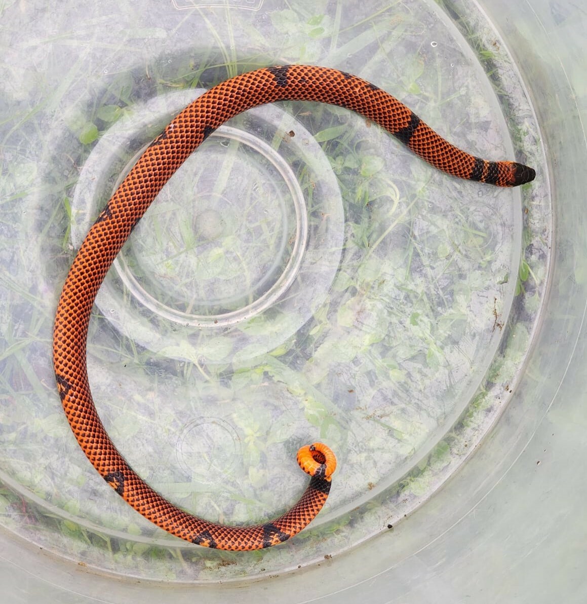 Atractus elaps (Günther, 1858)