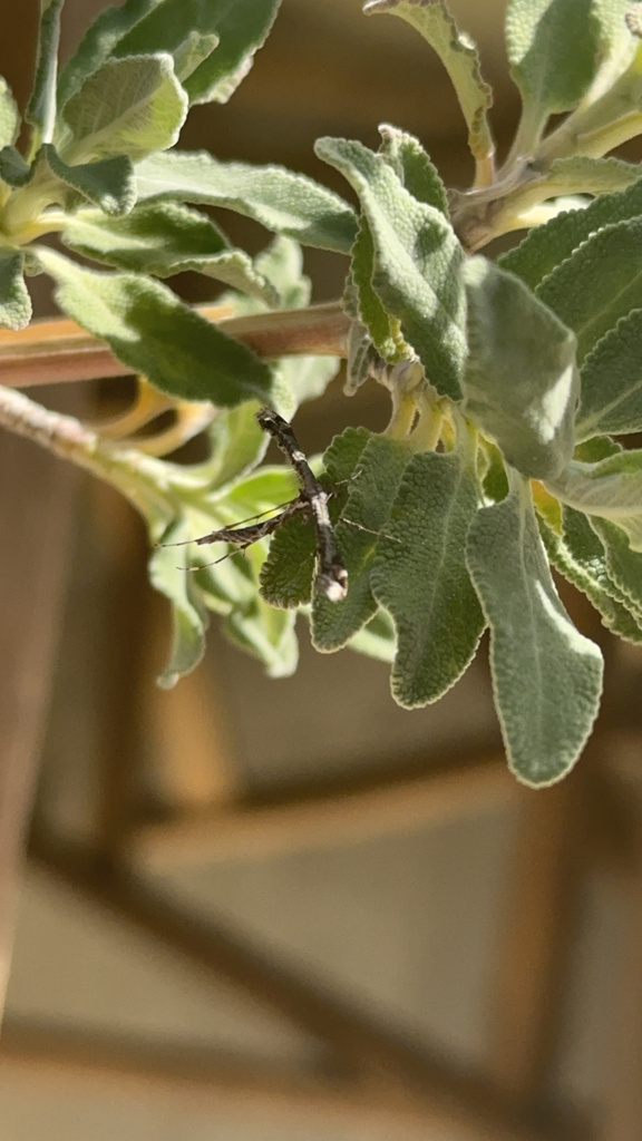 Sage Plume Moth in March 2023 by plantgremlin. Observed on Salvia ...
