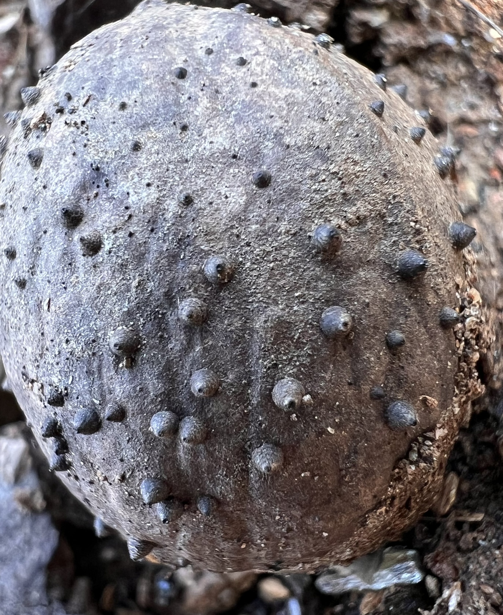 Caryospora De Not., 1855