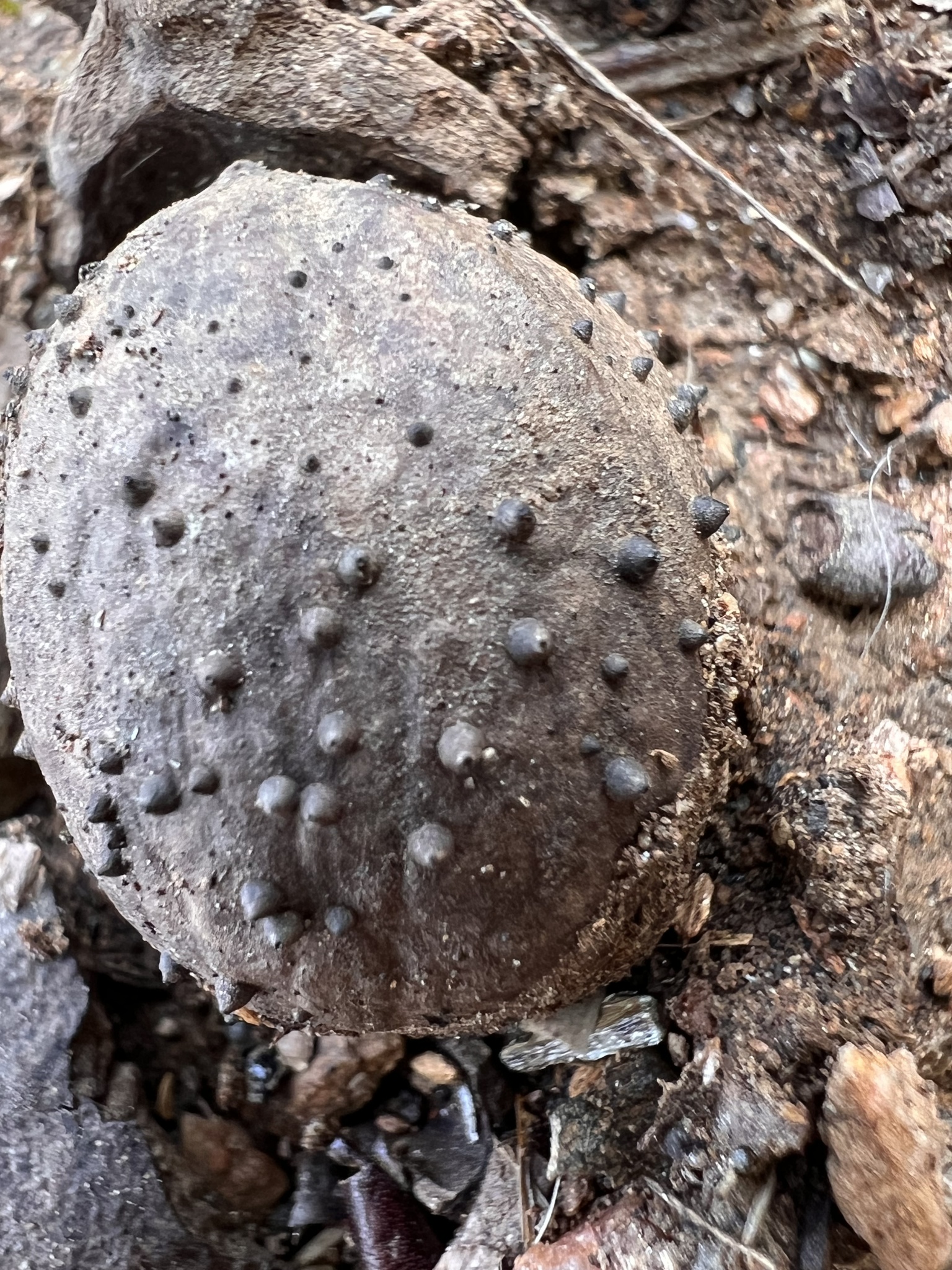 Caryospora De Not., 1855