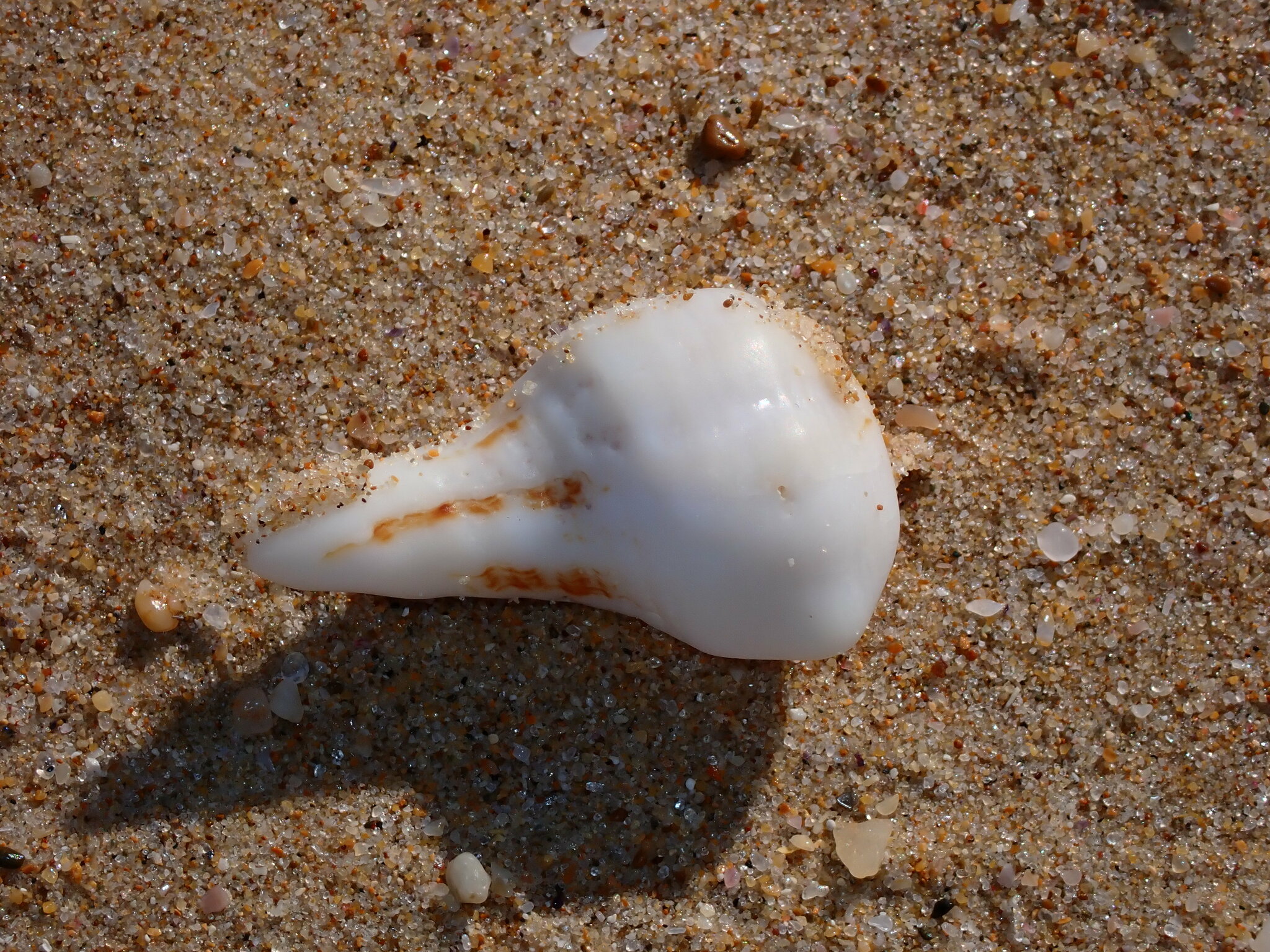 Marmorofusus nicobaricus (Röding, 1798)