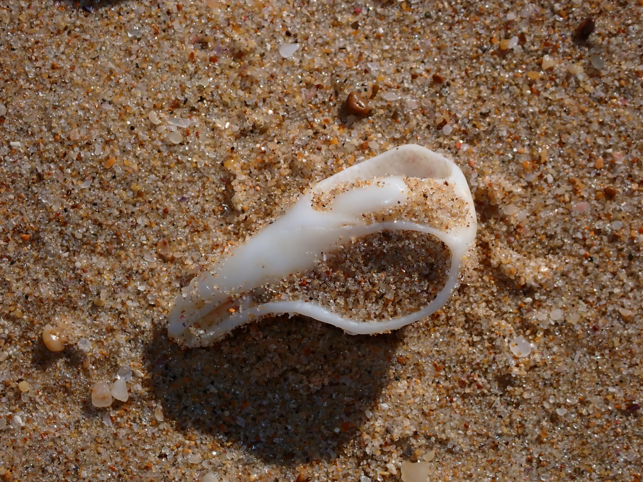 Marmorofusus nicobaricus (Röding, 1798)