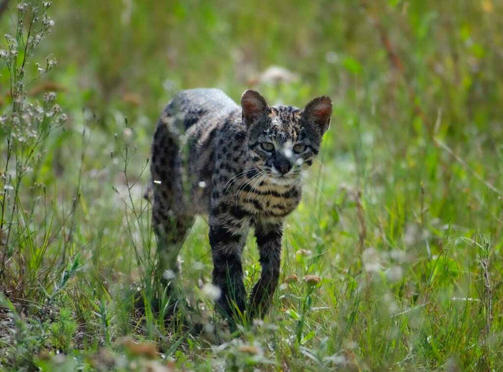 Geoffroy's Cat (Leopardus geoffroyi) - Know Your Mammals