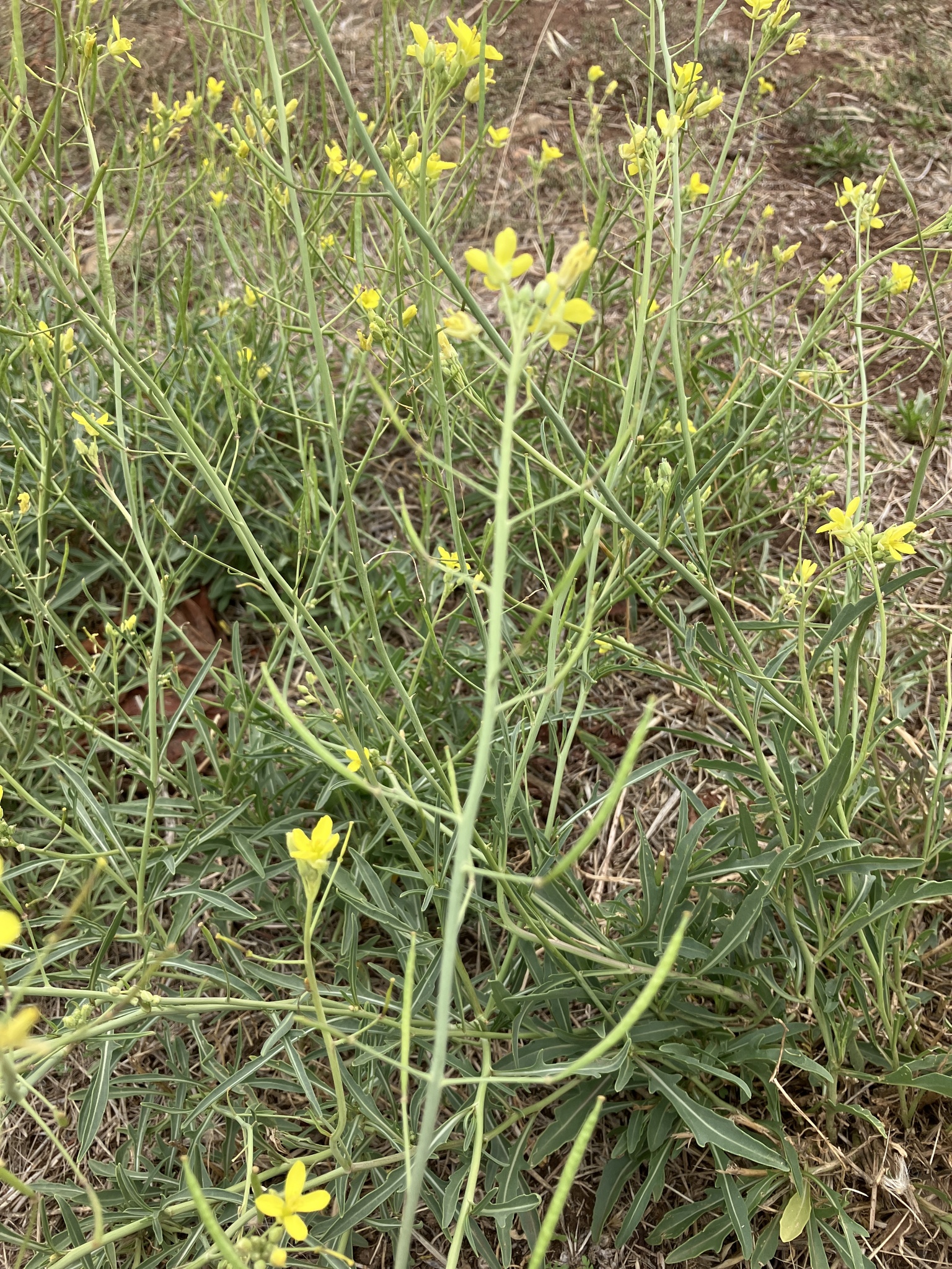 Diplotaxis tenuifolia (L.) DC.