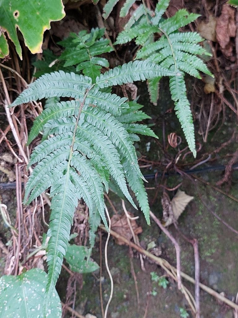 Christella acuminata from 台灣台東縣 on January 15, 2023 at 02:29 PM by 胡正恆 ...