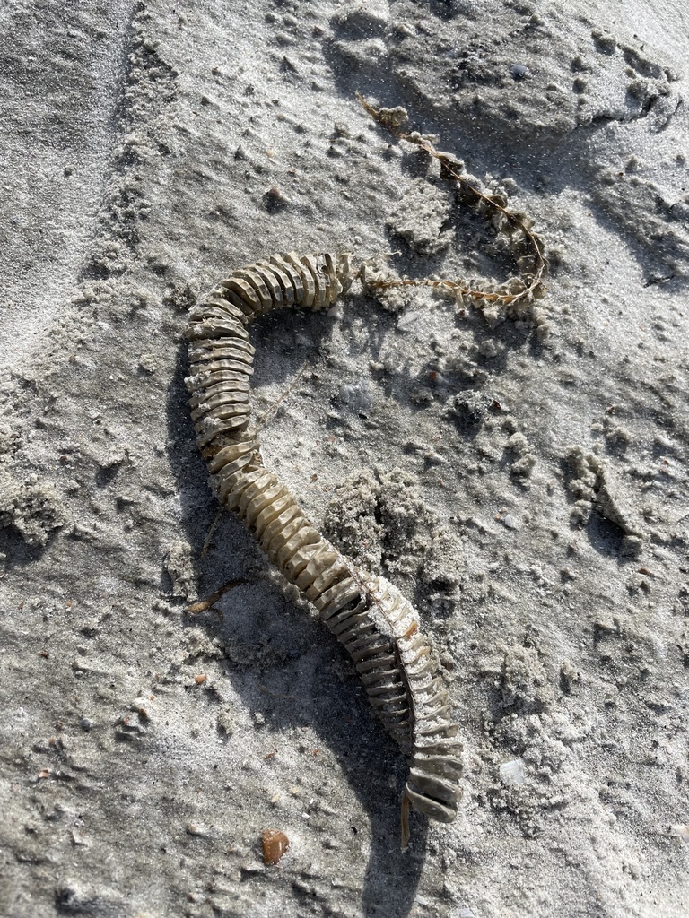 Busycon from North Atlantic Ocean, SC, US on March 29, 2023 at 09:56 AM ...