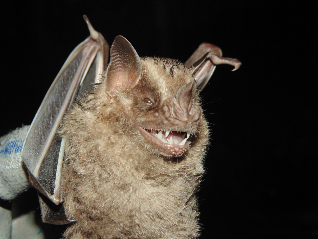Fringed Fruit-eating Bat from Orleans - SC, Brasil on March 2, 2023 at ...