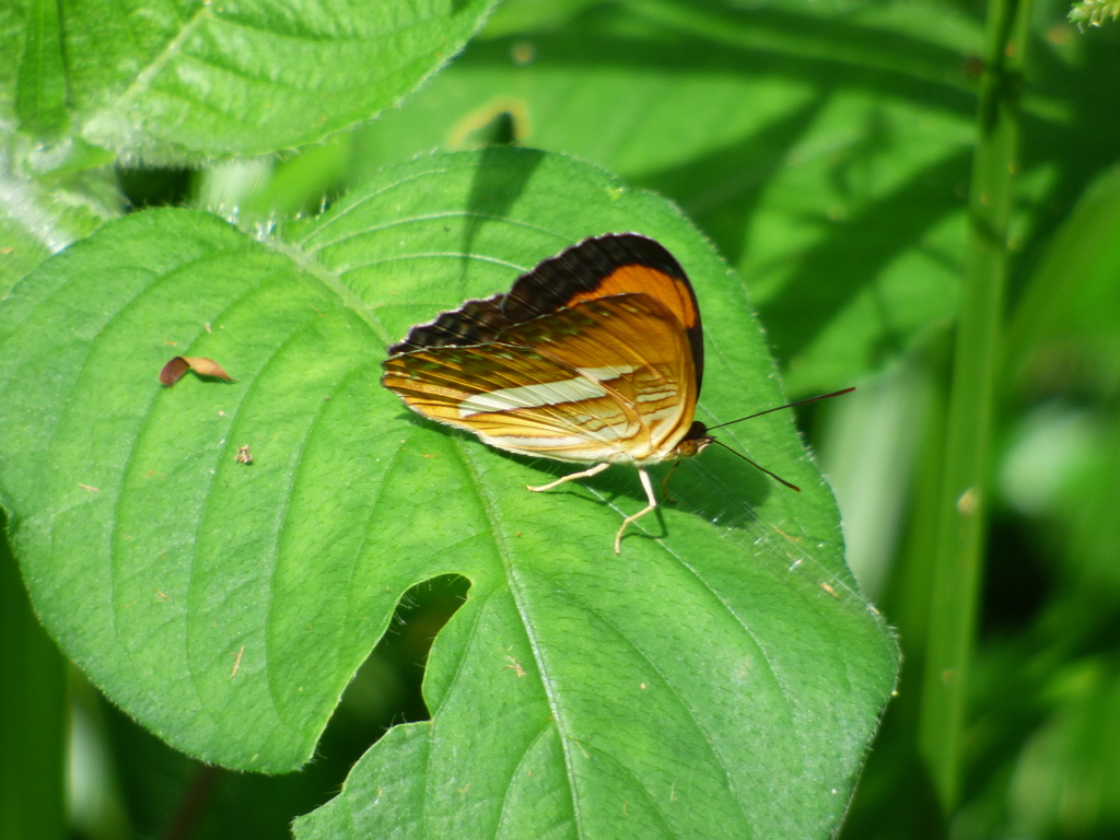 smooth-banded sister from Magé, RJ, Brasil on March 29, 2023 at 02:52 ...
