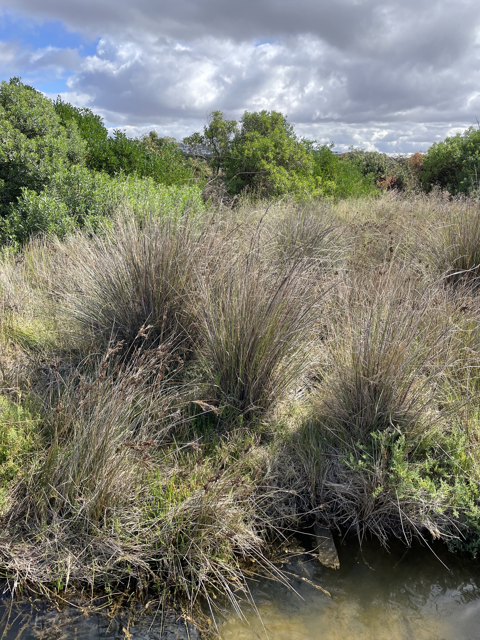 Gahnia filum (Labill.) F.Muell.