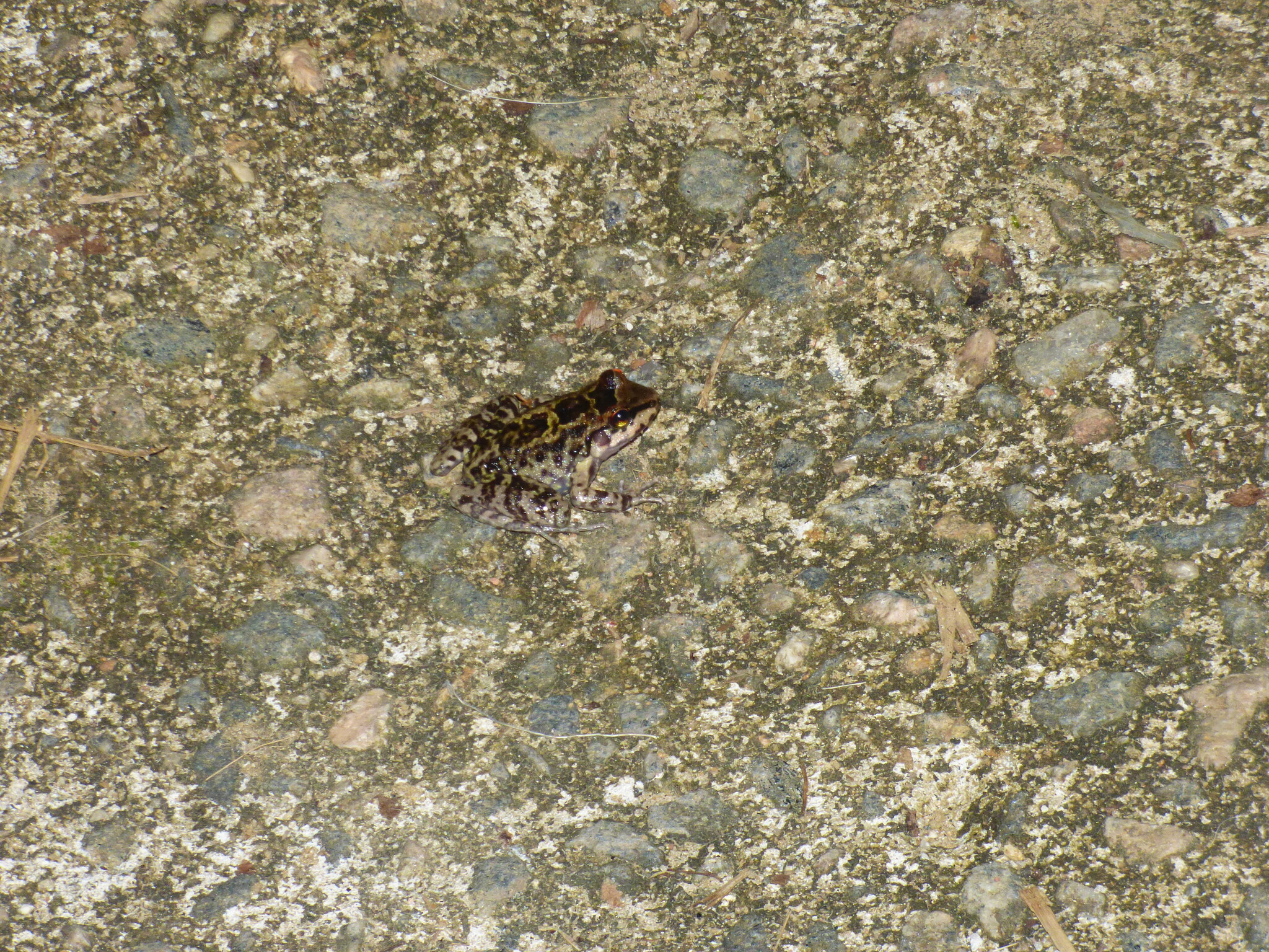 Cycloramphidae