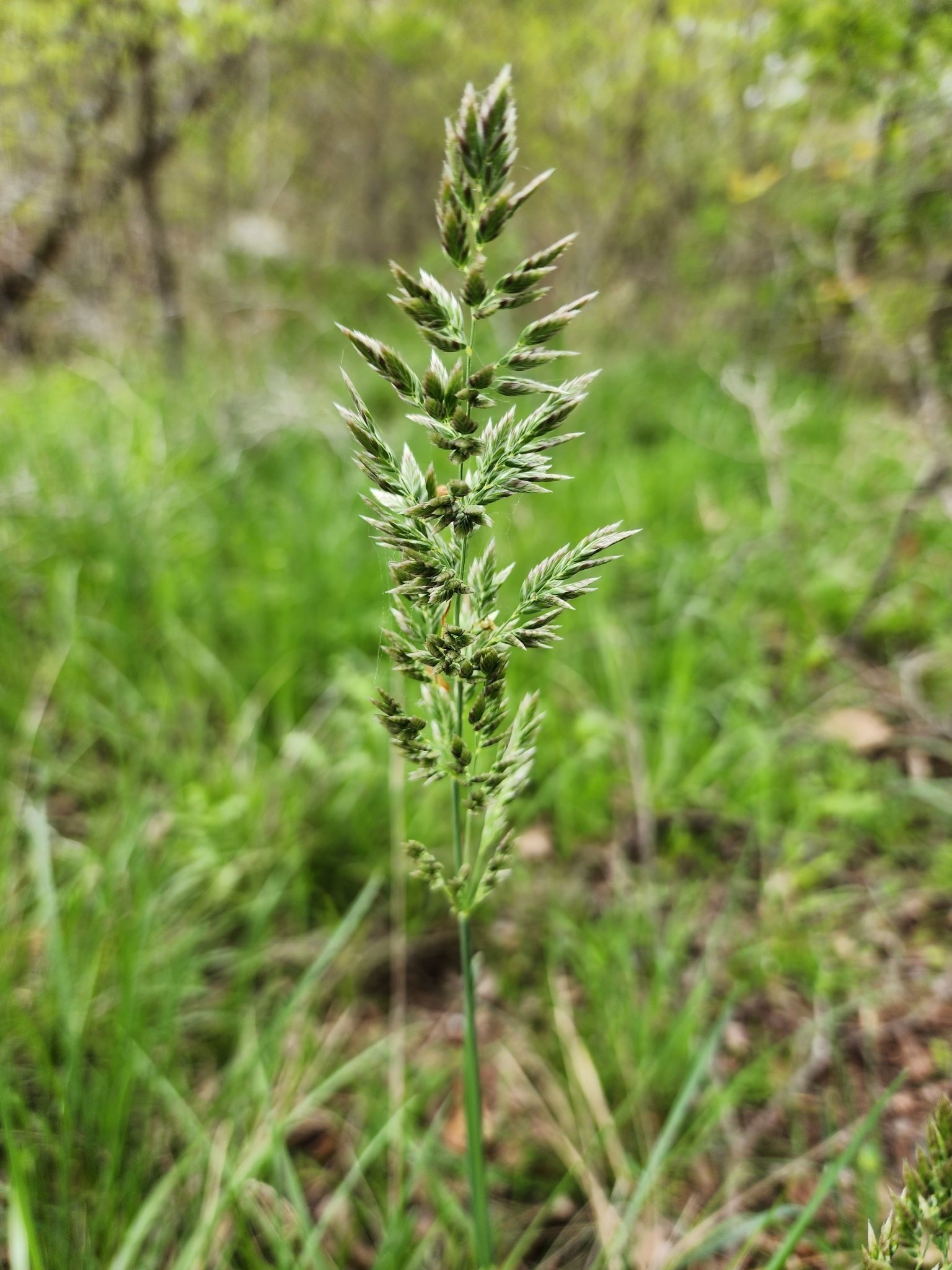 Poa arachnifera Torr.