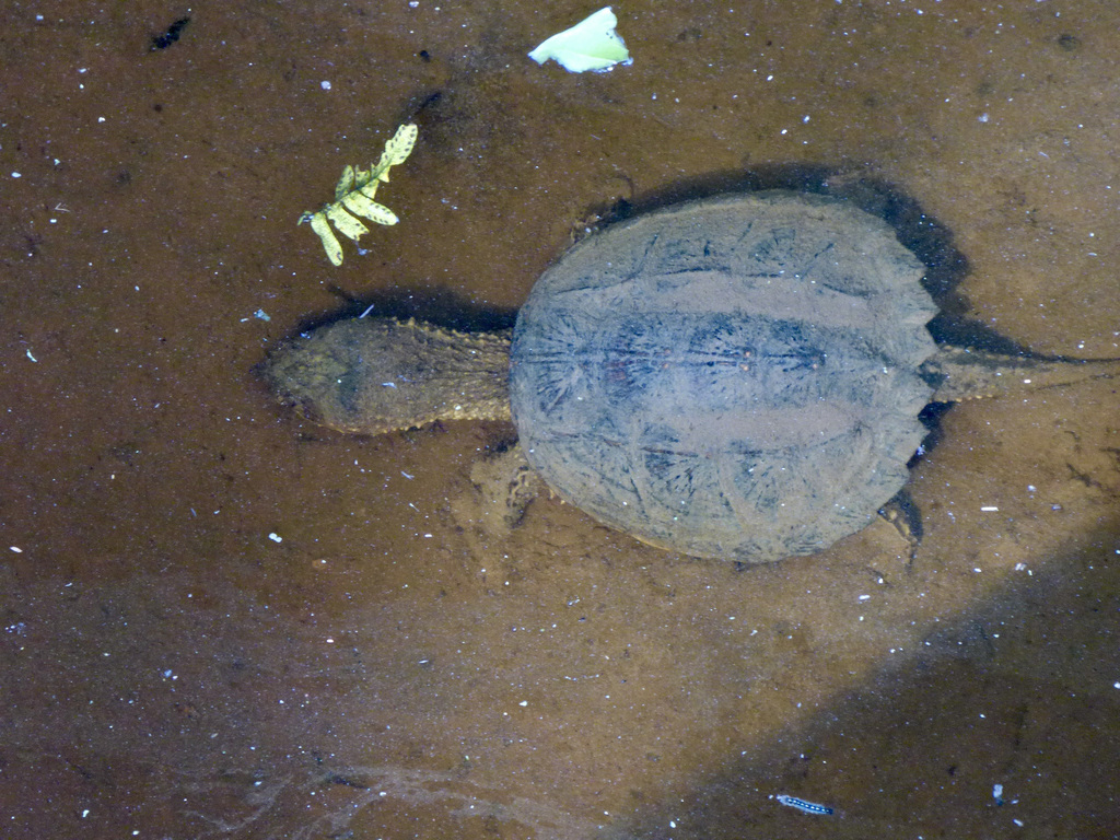 Common Snapping Turtle from Richland County, SC, USA on March 29, 2023 ...