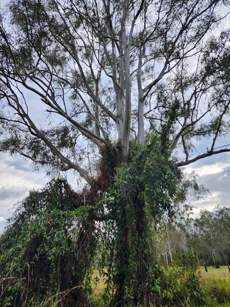 Forest red gum in March 2023 by pcopping_ecp · iNaturalist