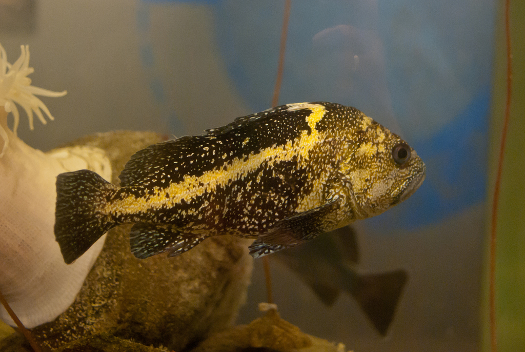 China Rockfish (Saltwater Fish of California) · iNaturalist