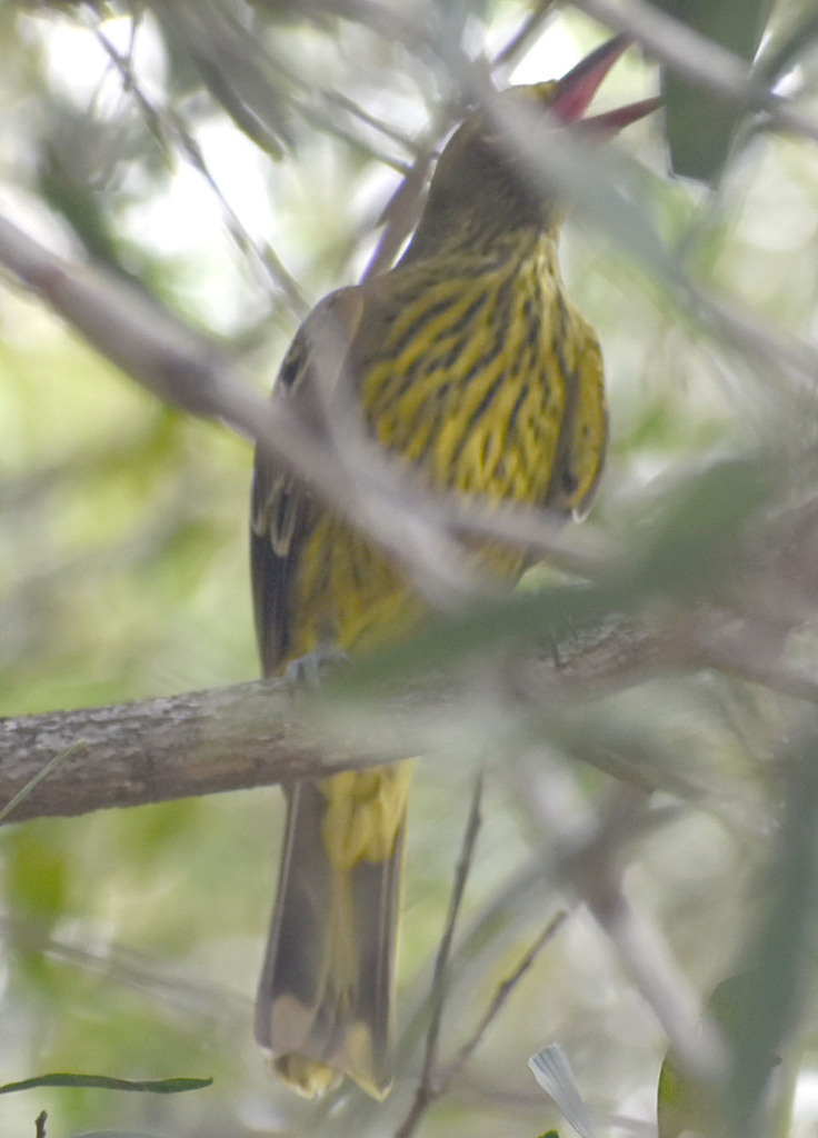 Green Oriole from Cairns QLD, Australia on February 11, 2023 at 10:55 ...