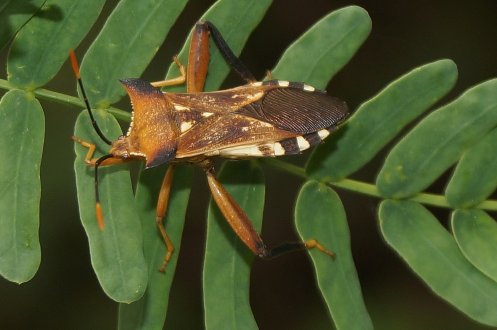 Mozena lunata from Santa María Huatulco, Oax., México on September 5 ...