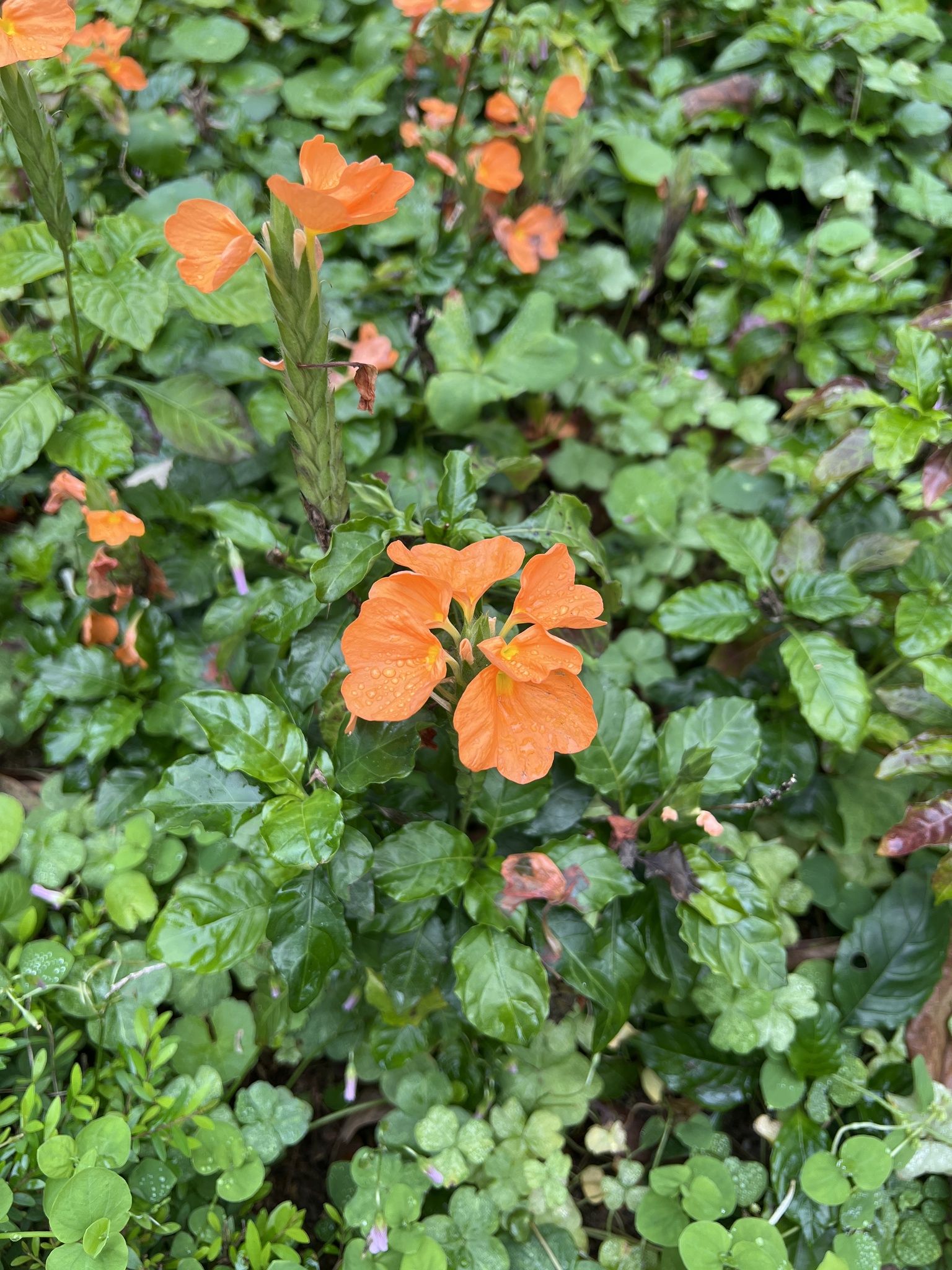 Crossandra infundibuliformis (L.) Nees