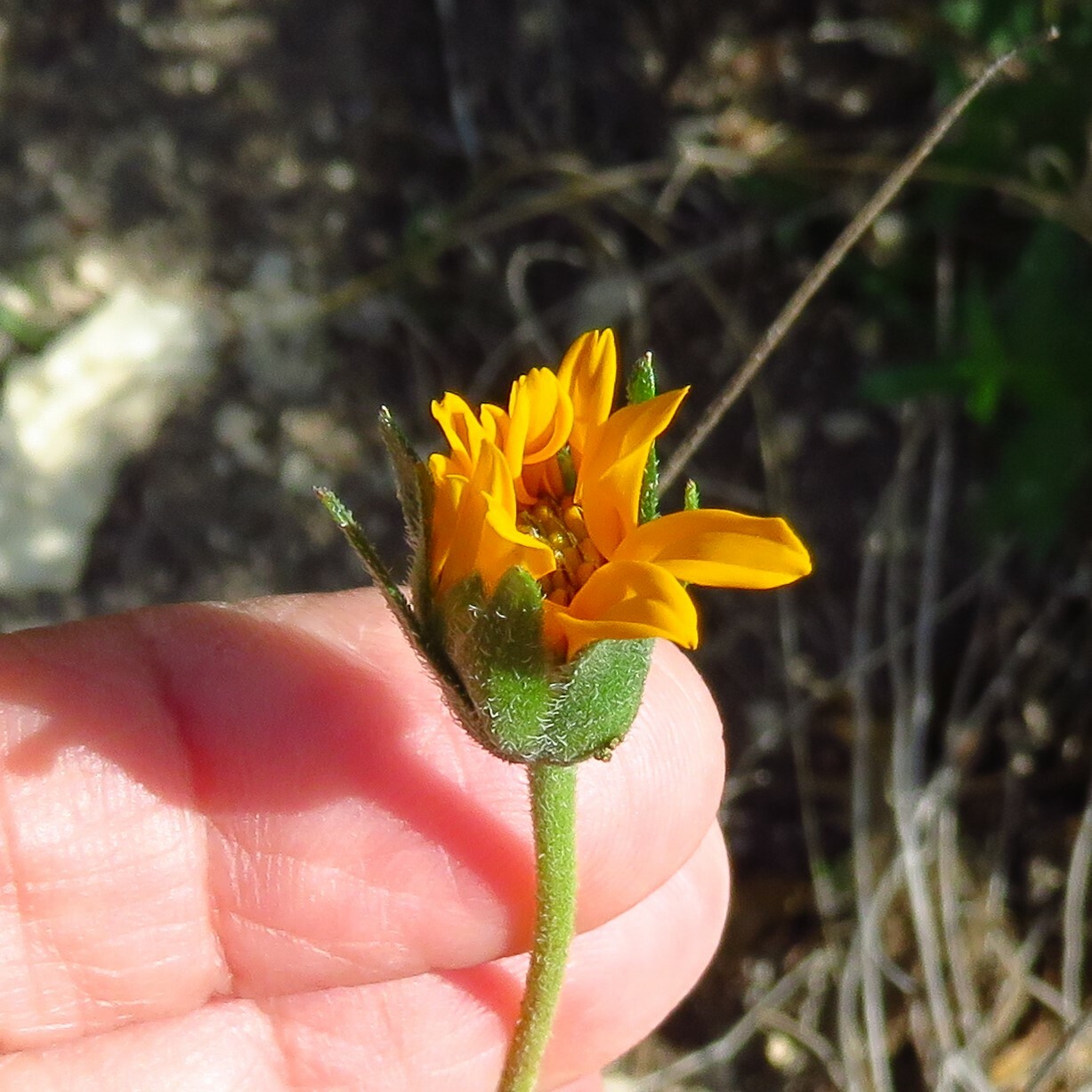 Wedelia acapulcensis var. hispida (Kunth) Strother
