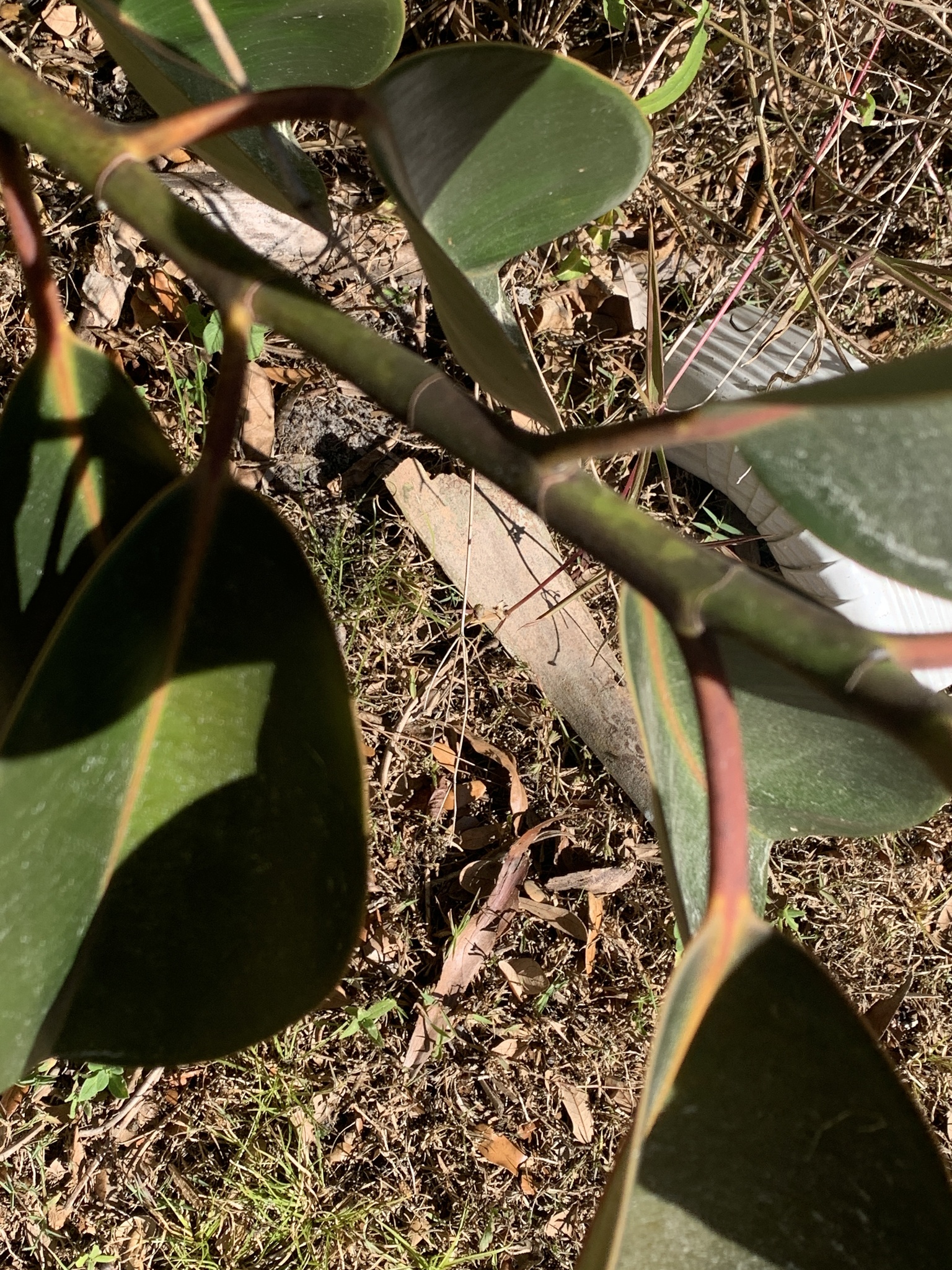 Ficus elastica Roxb.