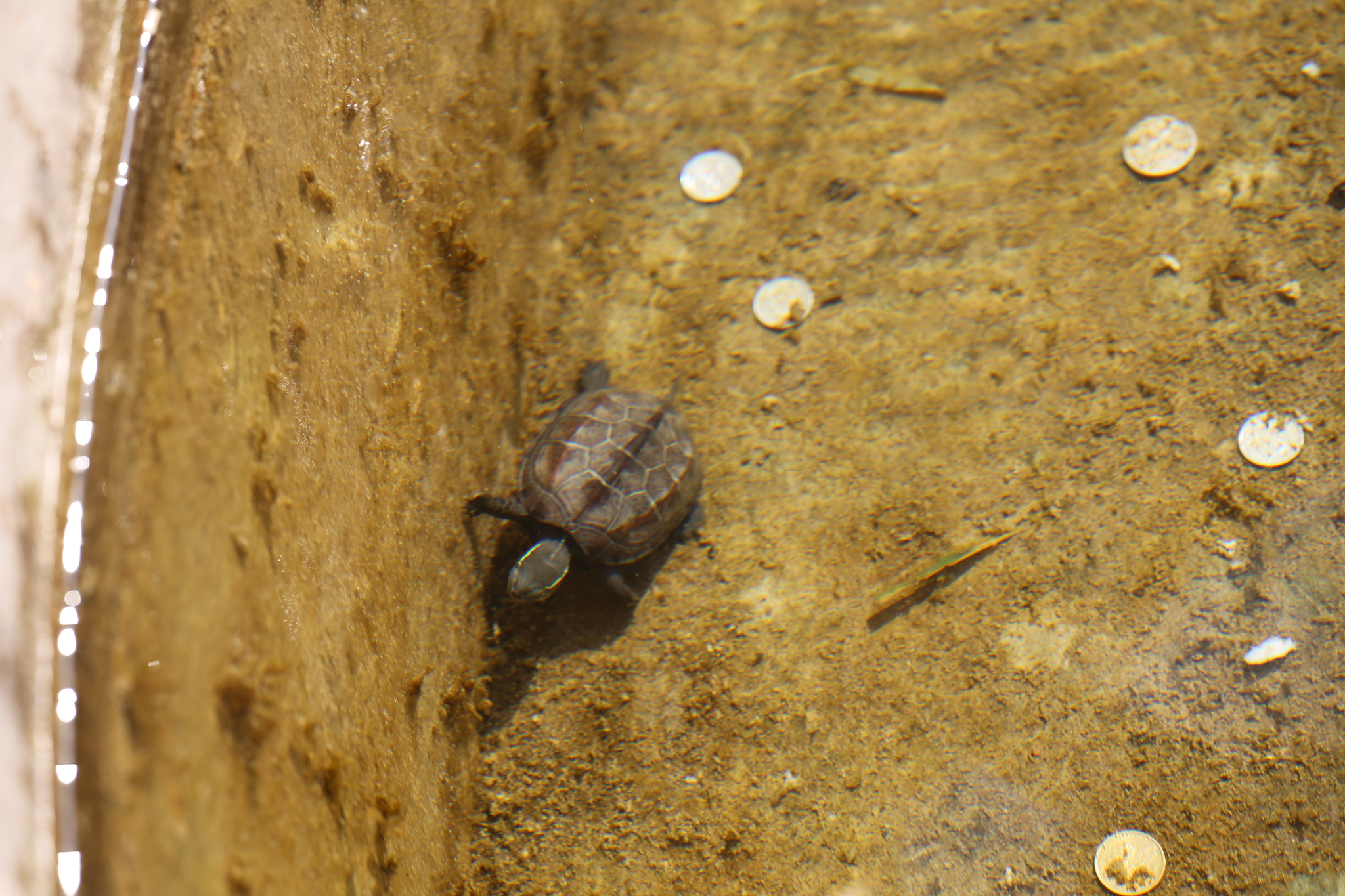 Mauremys reevesii (Gray, 1831)