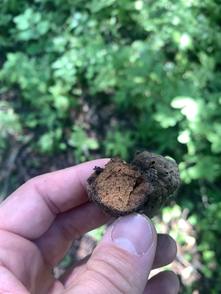 Dead Man's Foot from Meacham, OR, US on July 26, 2022 at 09:02 AM by ...