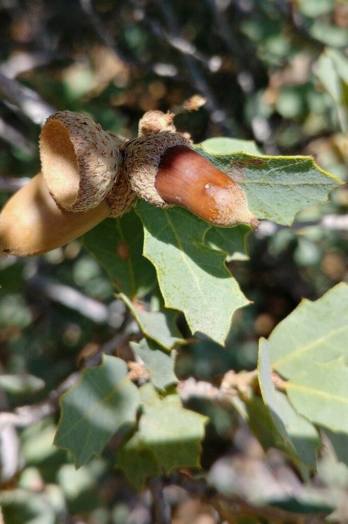 Sonoran scrub oak from Clark County, NV, USA on September 11, 2021 at ...