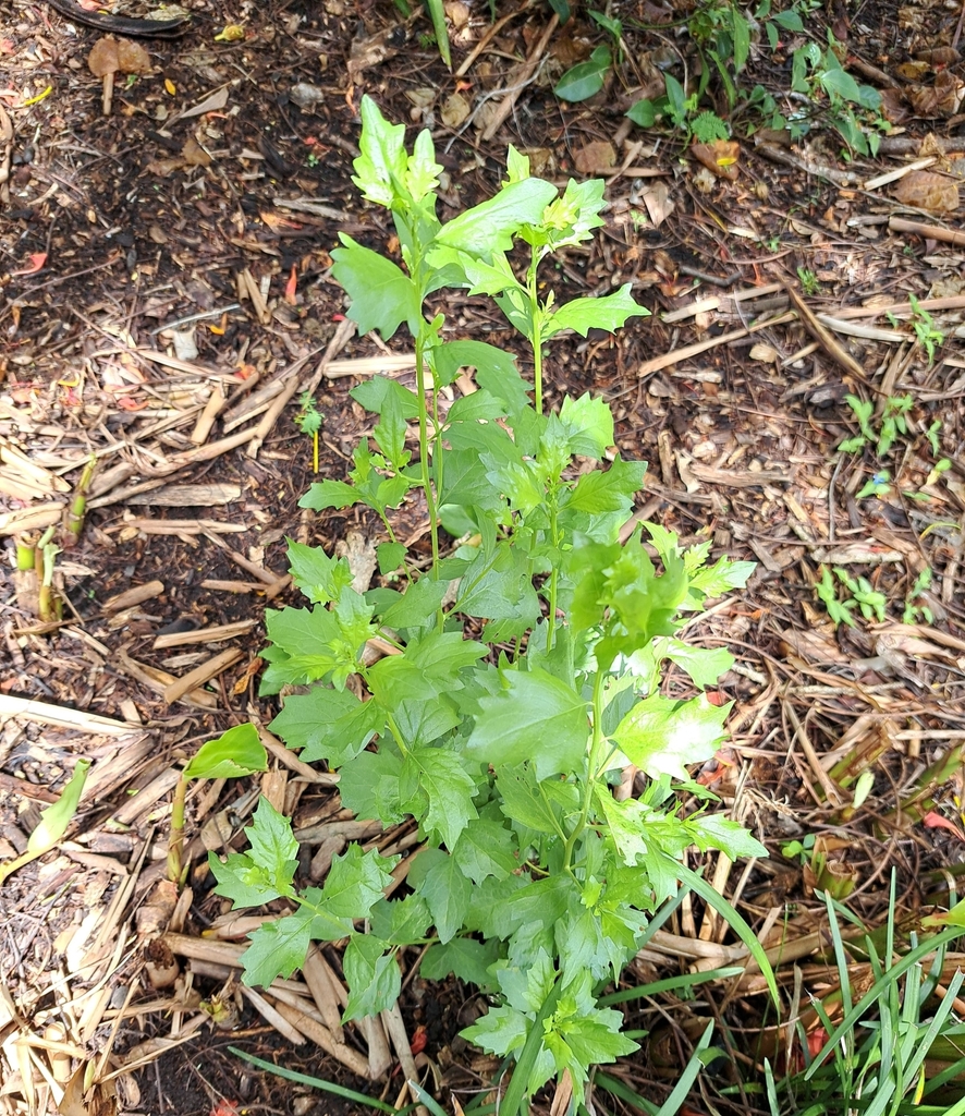 groundsel tree from Mount Cotton QLD 4165, Australia on March 30, 2023 ...