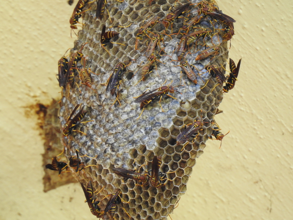 Unstable Paper Wasp from Tangancícuaro, Mich., México on October 7 ...