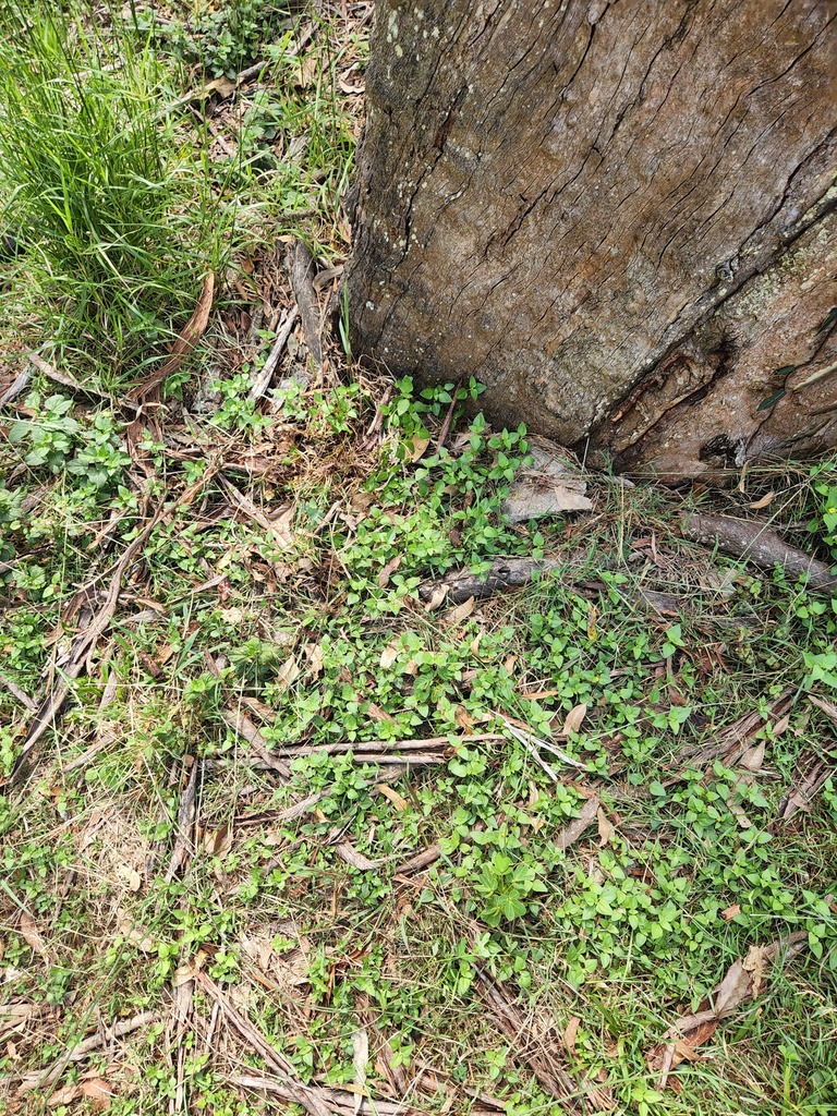 straggler daisy in March 2023 by Michelle M · iNaturalist