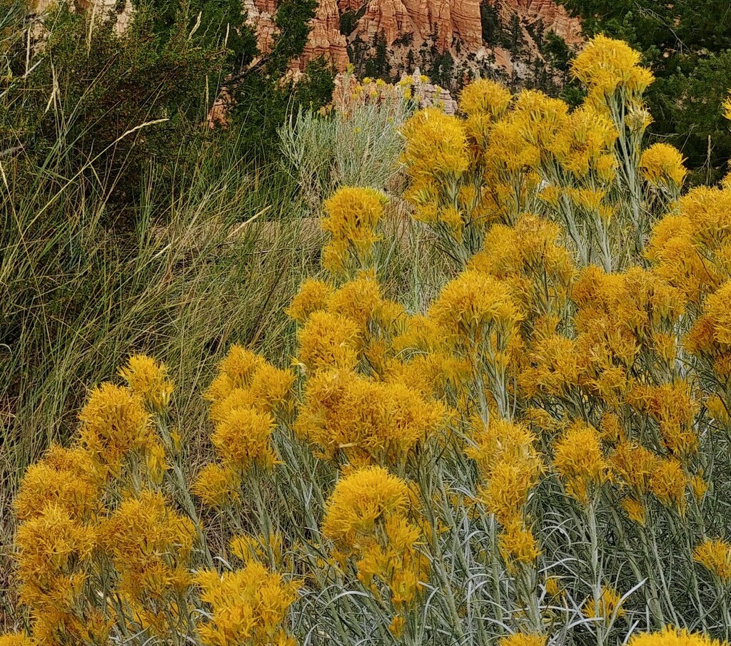 Rubber Rabbitbrush from Garfield County, UT, USA on September 16, 2021 ...