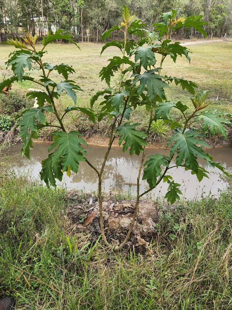 giant devil's-fig in March 2023 by Michelle M · iNaturalist